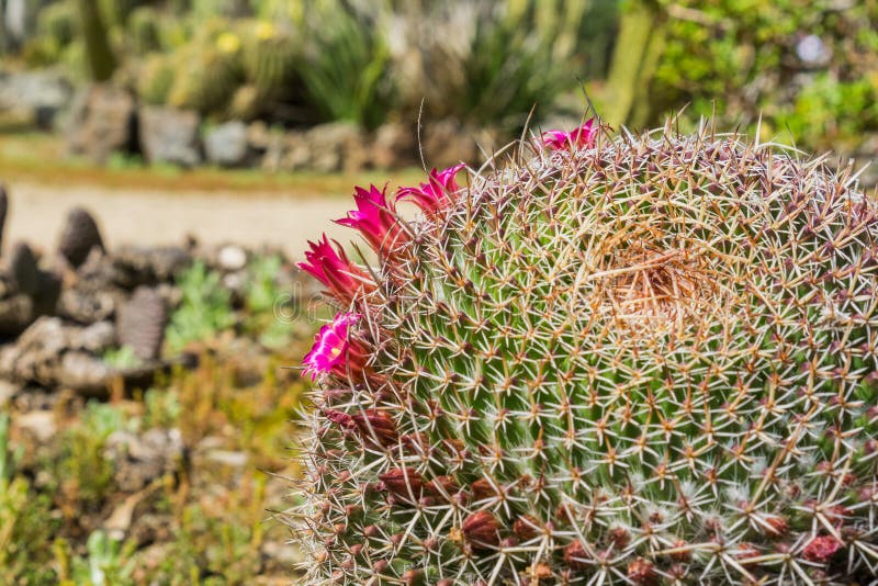 Purple Flowering Barrel Cactus, California Stock Image - Image of ...