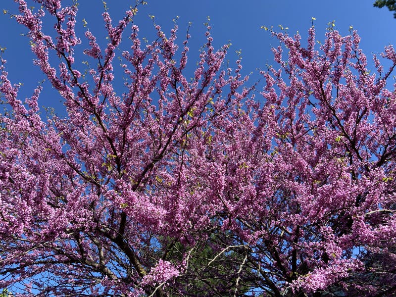 Purple Flowering Eastern Redbud Tree in Spring Stock Photo - Image of ...