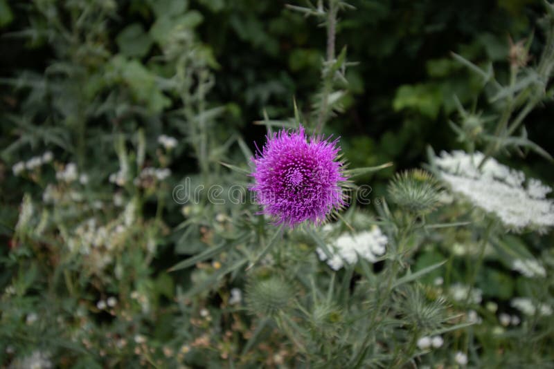 Purple Flowering Thistle in the Garden Stock Photo - Image of macro ...
