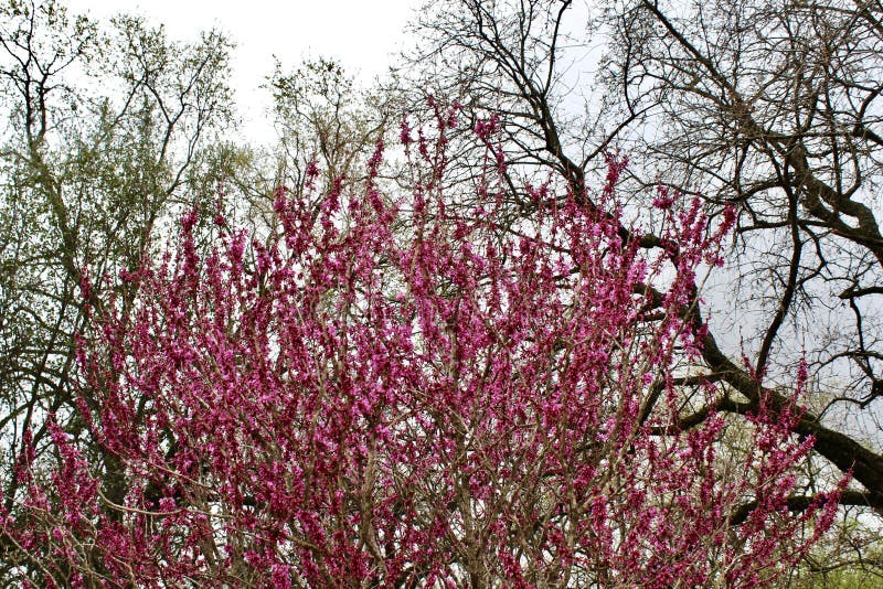 Tree with purple pink flowers - centsmallbusiness