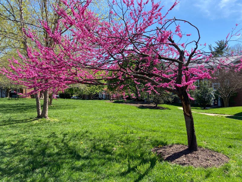 Purple Flowering Tree and Green Grass in Spring in April Stock Photo ...