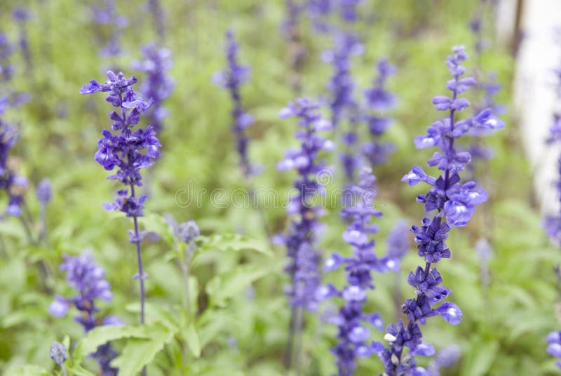 The purple flowers stock photo. Image of outside, sunshine - 13460104
