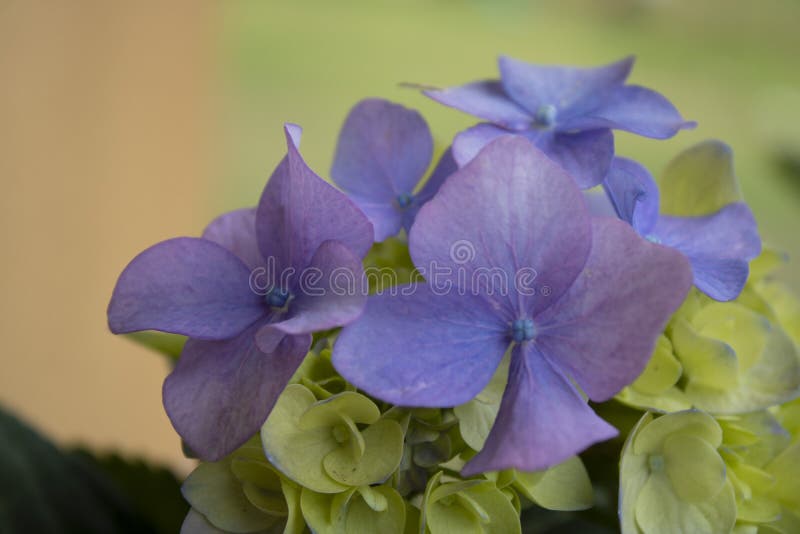 Ripe & Unripe Purple Hydrangea Flowers Stock Photo - Image of stage ...