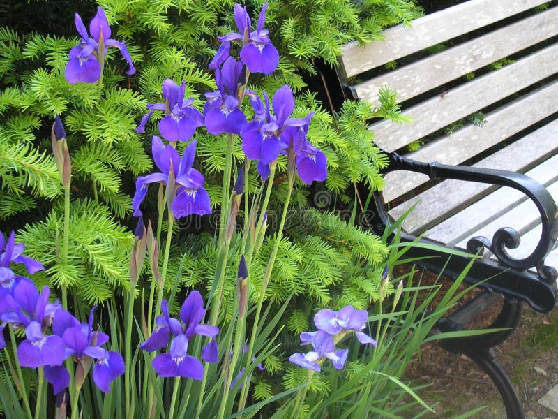 Purple flowers stock image. Image of iron, seat, nestle - 54289