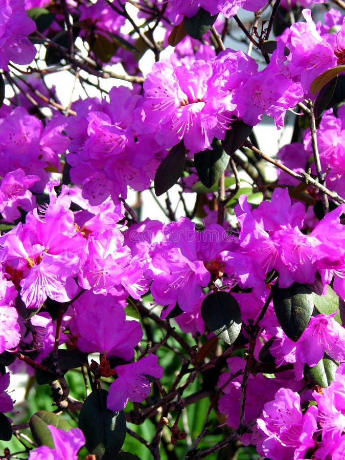 Purple flowers stock image. Image of garden, flowers, outdoors - 617343