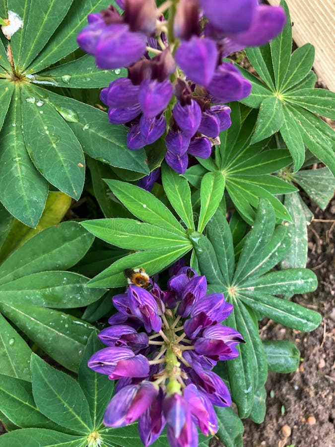 Purple flowers from above stock image. Image of lilac - 162768925