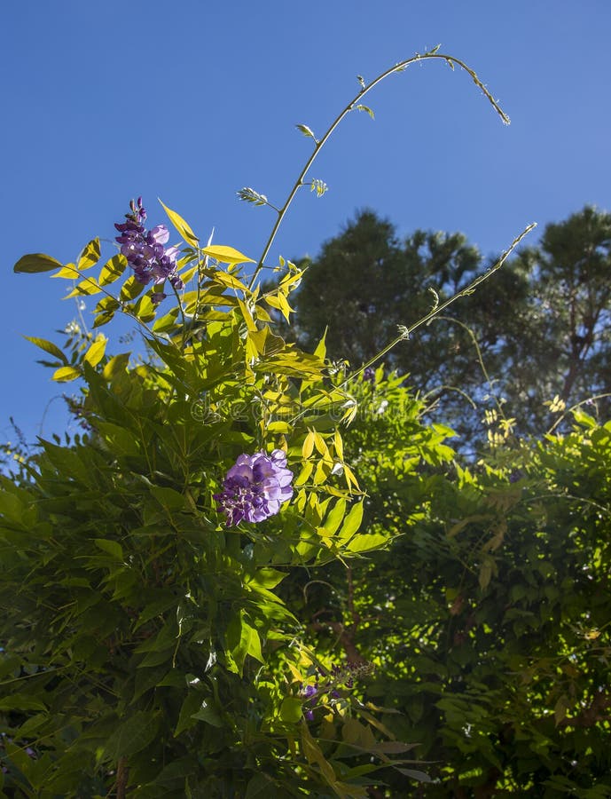 Purple Flowers of Acacia Tree Stock Image - Image of purple, spring ...