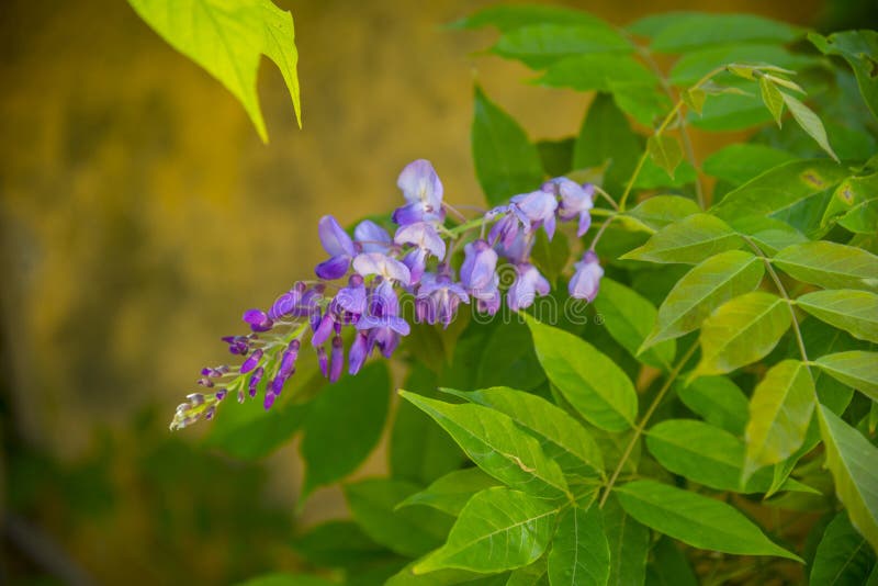 Purple Flowers of Acacia Tree Stock Photo - Image of tree, violet ...