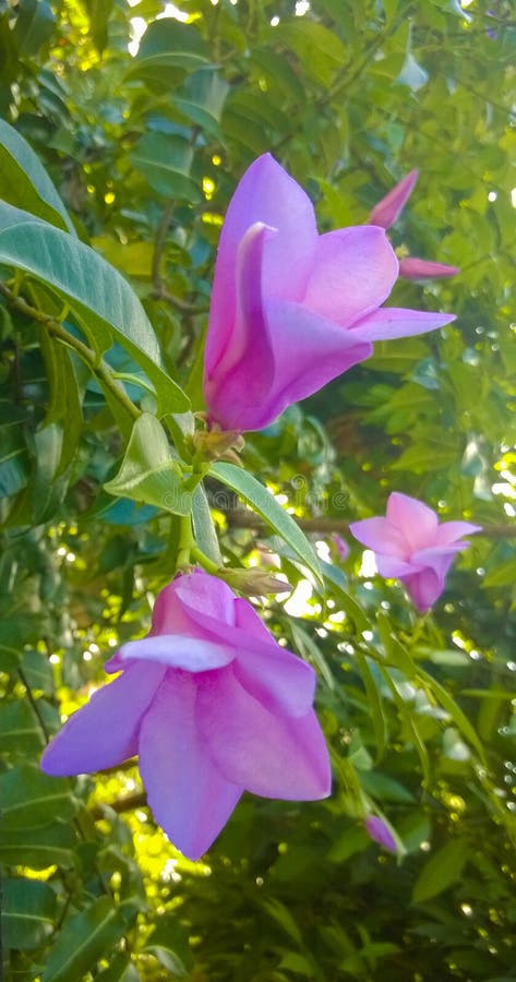 Purple flowers Apocynaceae stock image. Image of botanical - 46020925