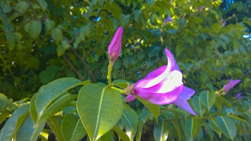 Purple flowers Apocynaceae stock image. Image of flora - 46020933