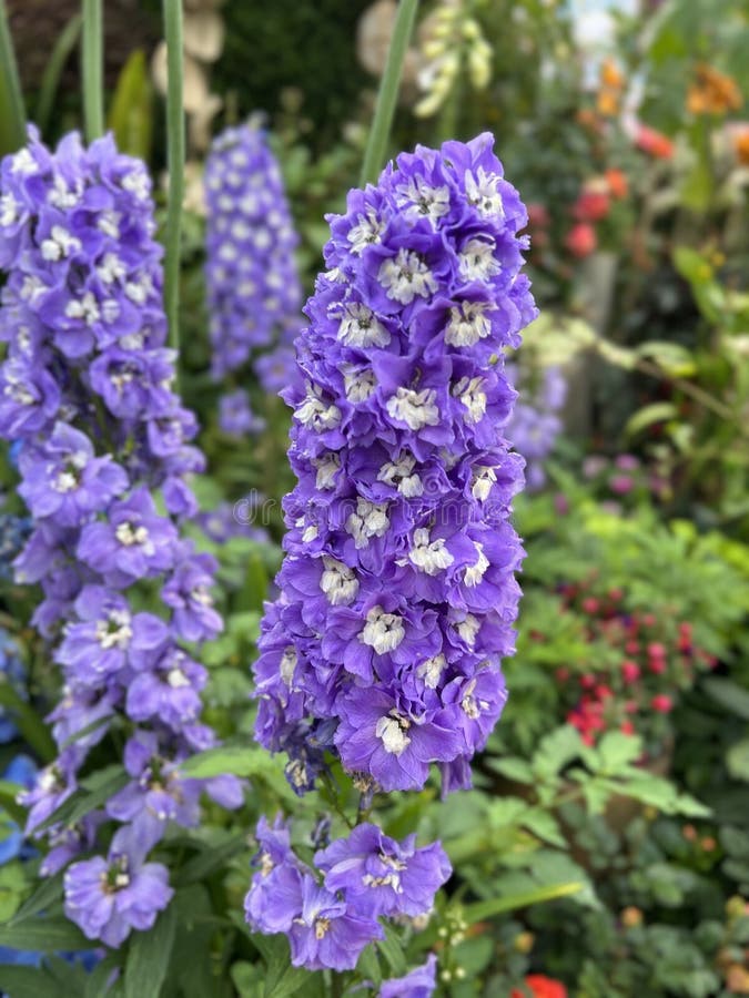 Purple Flowers and Assorted Plants in a Garden Setting Stock Image ...