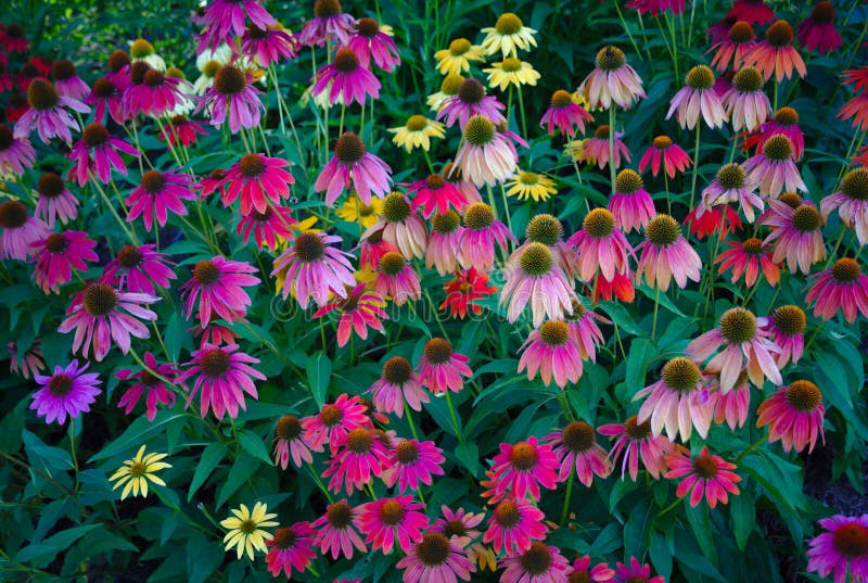Purple Flowers Background Summer Garden Echinacea Bloom Stock Photo ...