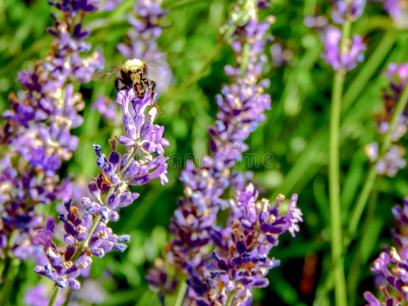 Purple Flowers and a Bee with Open Wings Stock Image - Image of purple ...