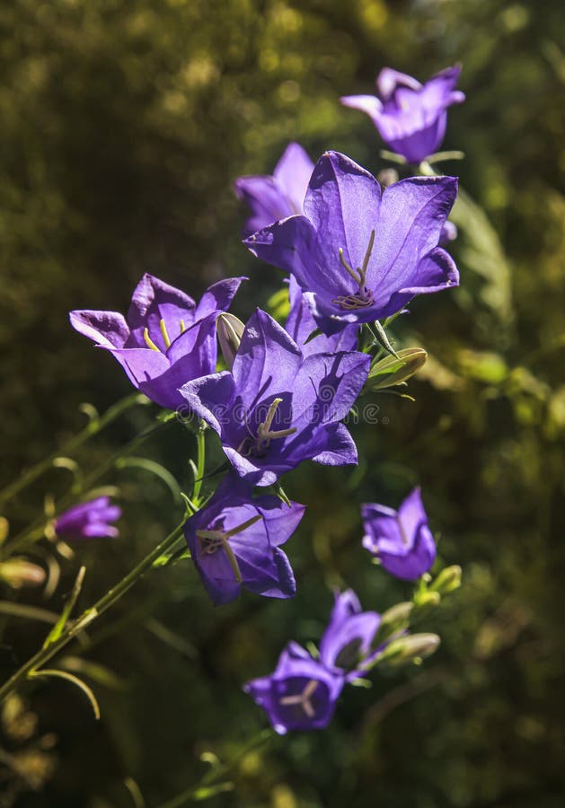 Purple Flowers Bells Bloom on Long Stems Stock Image - Image of violet ...