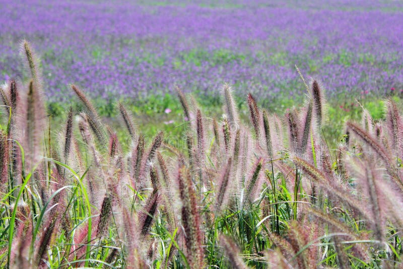Purple Flowers and Bitter Fleabane Grass Stock Image - Image of dating ...