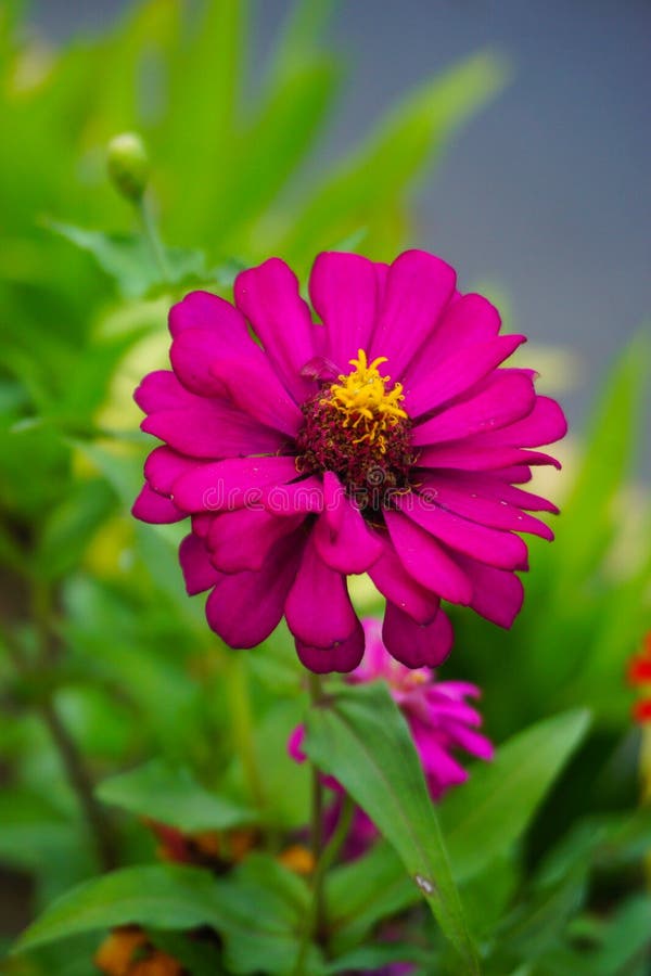 Purple flowers bloom stock image. Image of blooming - 227297343