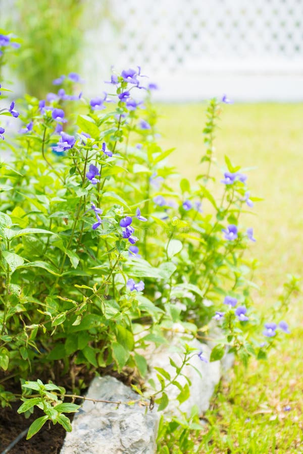 Purple Flowers Blooming in the Garden Stock Image - Image of flowers ...