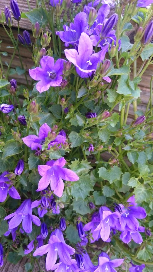 Purple flowers blooming stock photo. Image of purple - 91095618