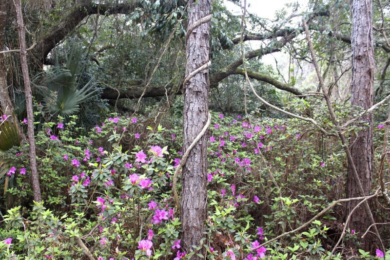 Purple Flowers Brighten the Woods Stock Photo - Image of quiet ...