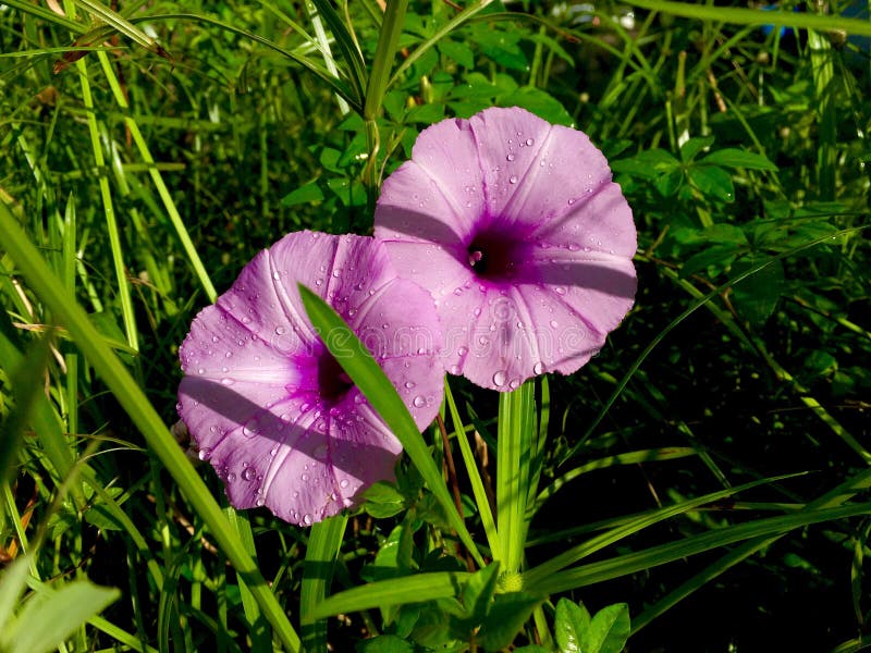 Purple Flowers stock photo. Image of bunga, ungu, purple - 99442934