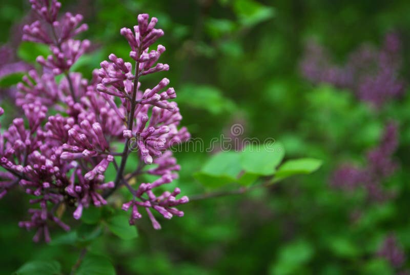 Purple Flowers on a Bush in the Spring Stock Image - Image of gardening ...