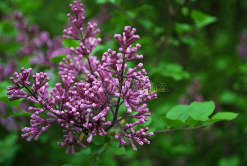 Purple Flowers on a Bush in the Spring Stock Image - Image of gardening ...
