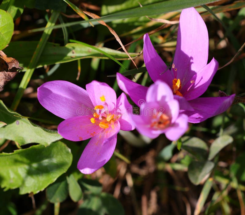 Purple Flowers Called Crocus Very Poisonous for Human People Stock ...