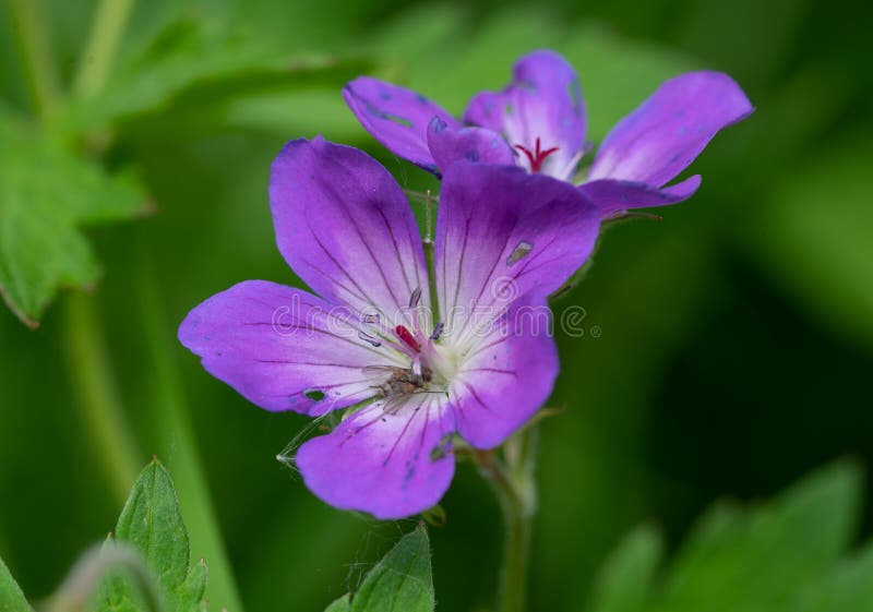 Geranium Palustre, Macro Photography Stock Photo - Image of beauty ...