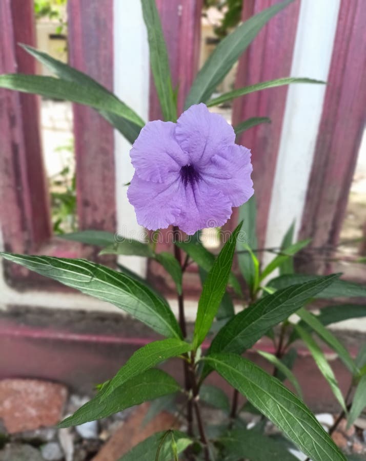 Purple flowers stock photo. Image of plant, bunga, grow - 302511586