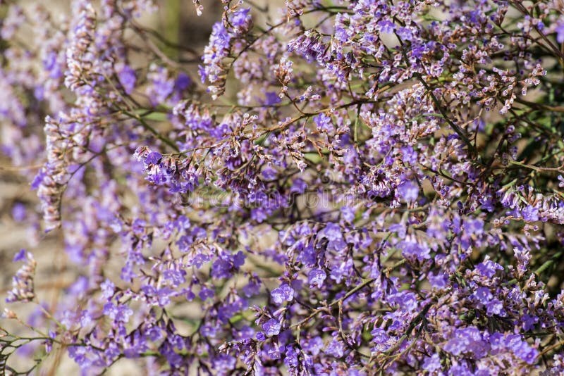 Purple flowers of caspia stock photo. Image of caspia - 171248330