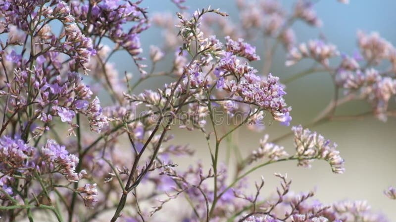 Purple flowers of caspia stock footage. Video of herb - 177770566