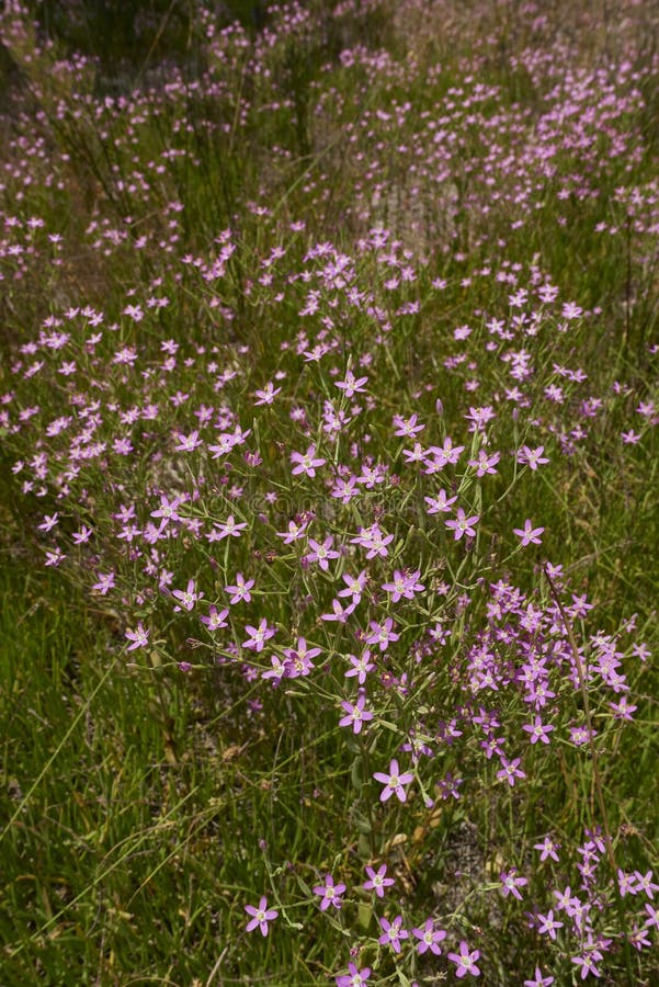 Centaurium Pulchellum in Bloom Stock Photo - Image of outdoor, centaury ...