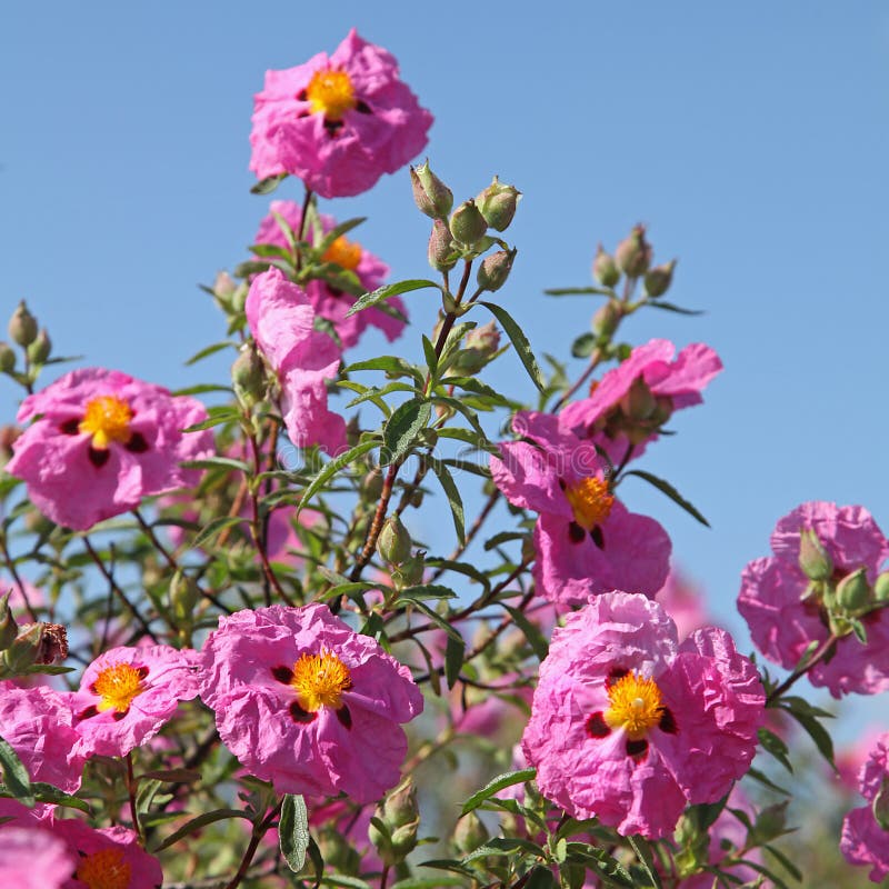 Purple Flowers of Cistus Purpureus Stock Image - Image of flowers ...