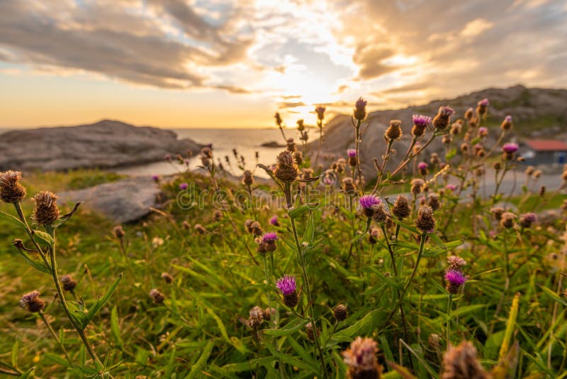 Purple Flowers on Cliffs in Beautiful Sunset Stock Photo - Image of ...