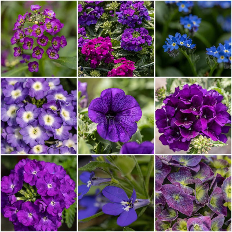 Purple flowers collage stock photo. Image of background - 246684840