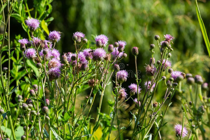 Purple Flowers Cornflower Centaurea Jacea in the Summer Meadow Stock ...