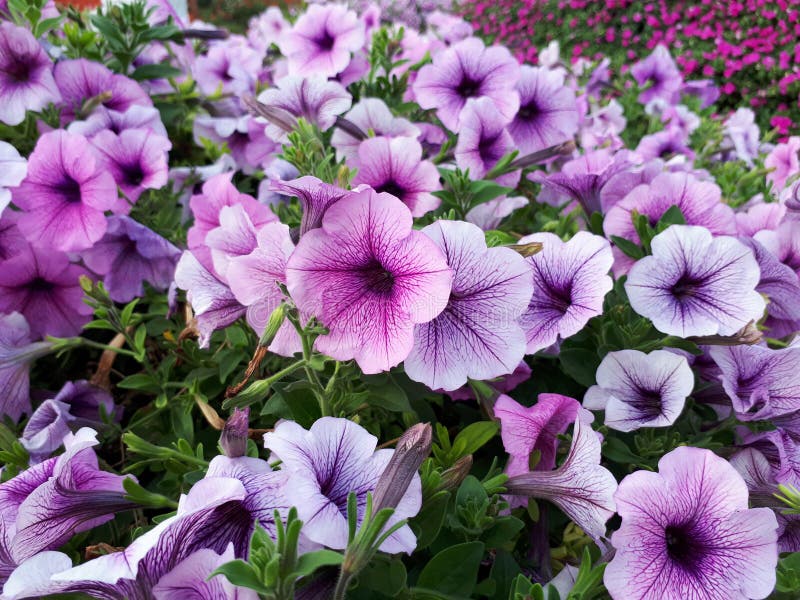 Purple Flowers Dance To the Wind. Stock Image - Image of green, sight ...