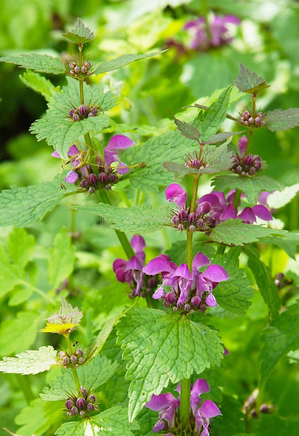Purple Flowers of Dead-nettles Stock Photo - Image of nettle, garden ...
