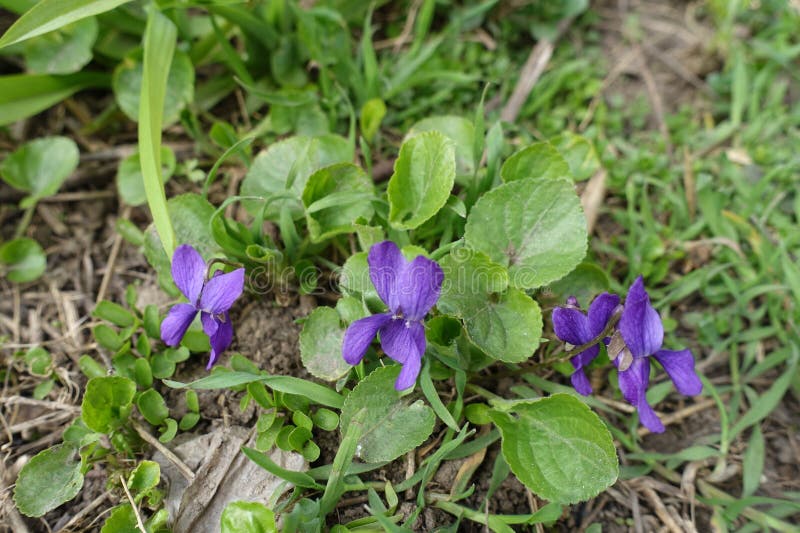 4 Purple Flowers of Dog Violet Stock Photo - Image of common, natural ...
