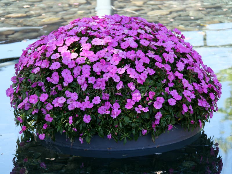 Purple Flowers Floating in a Basket Stock Photo - Image of violet ...