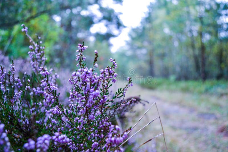 Purple Flowers in Forest stock photo. Image of blue, color - 29348042