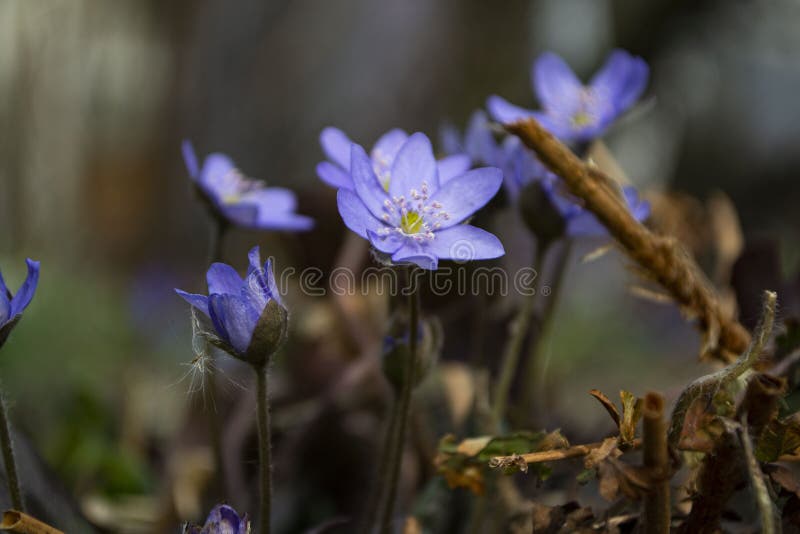 Purple Flowers in the Forest Close-up on a Spring Day, Spring Tender ...