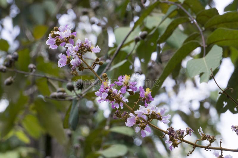 Purple Flowers in the Forest. Stock Image - Image of purple, natural ...