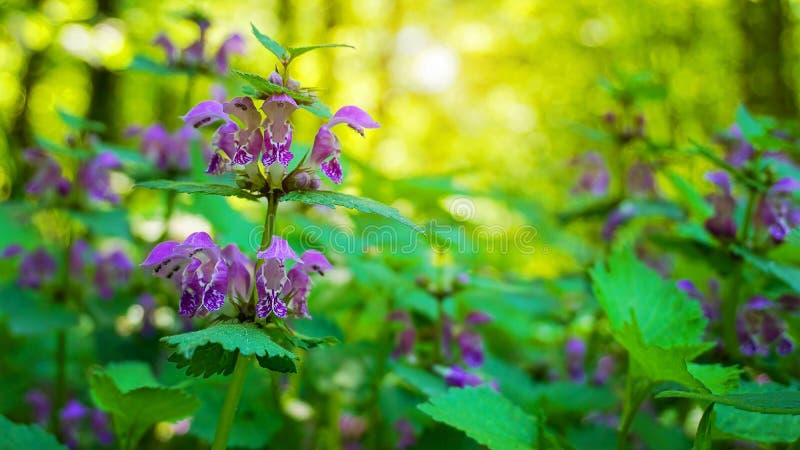 Purple Flowers in the Forest Stock Photo - Image of flowers, plant ...
