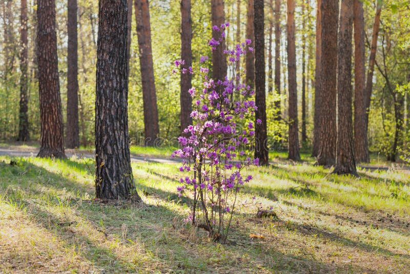 The Purple Flowers in Forest Stock Photo - Image of floral, flowers ...
