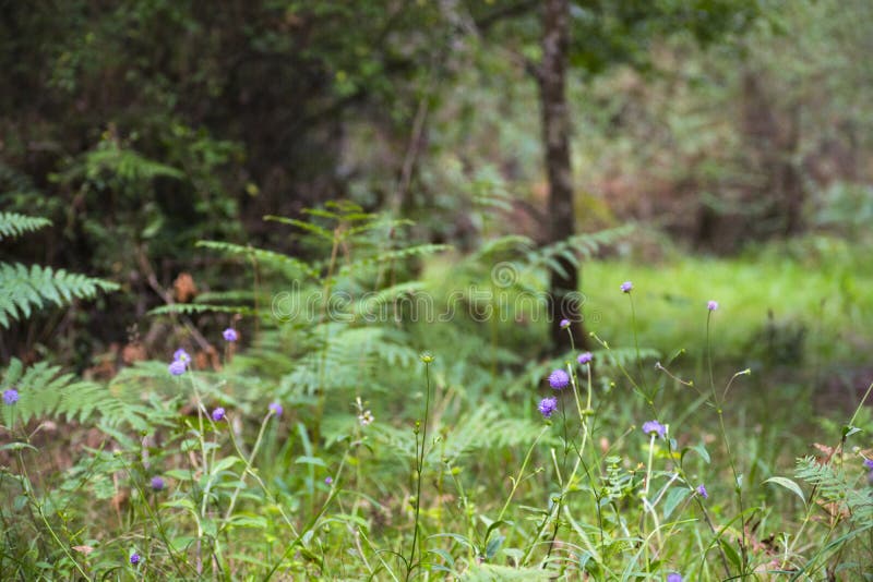 Purple Flowers in the Forest Stock Photo - Image of plant, nature ...