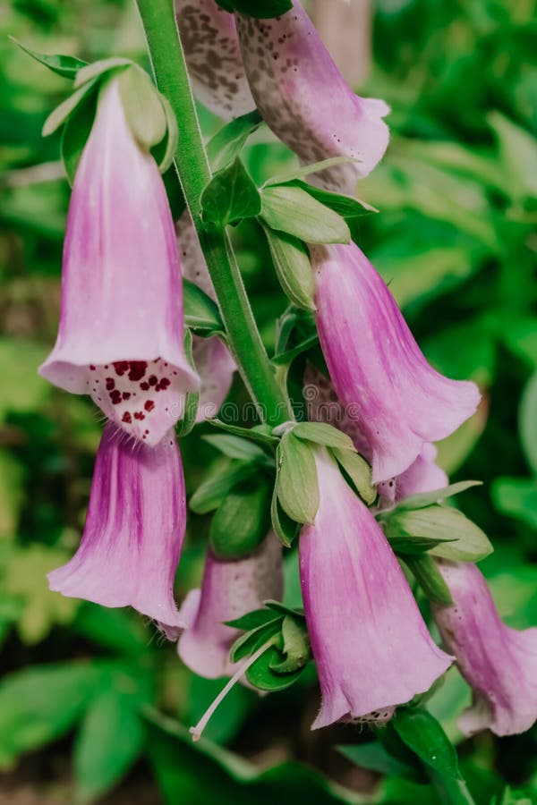 Purple Flowers Foxglove in the Garden, Close Up. Stock Photo - Image of ...
