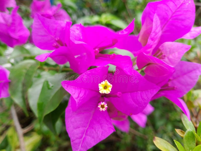 Purple Flowers in the Garden in the Morning Stock Image - Image of ...