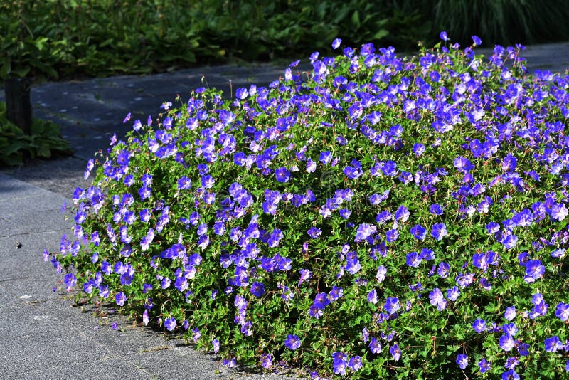 Geranium Rozanne Flowers, in the Garden. Stock Photo - Image of grass ...