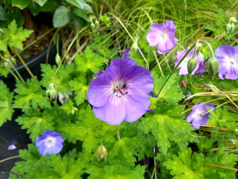 Geranium `Rozanne` stock photo. Image of blue, gerwat - 195428978